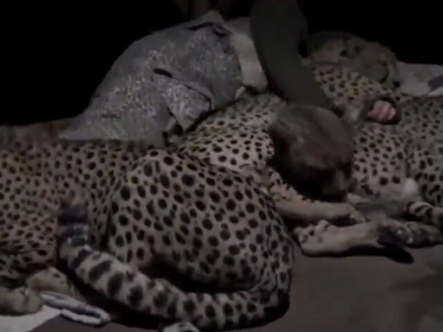 Viral Video: शख्स के साथ सोते दिखे खूंखार चीते, देखने वालों की अटकी सांसे, इंसान की दिलेरी देख ...