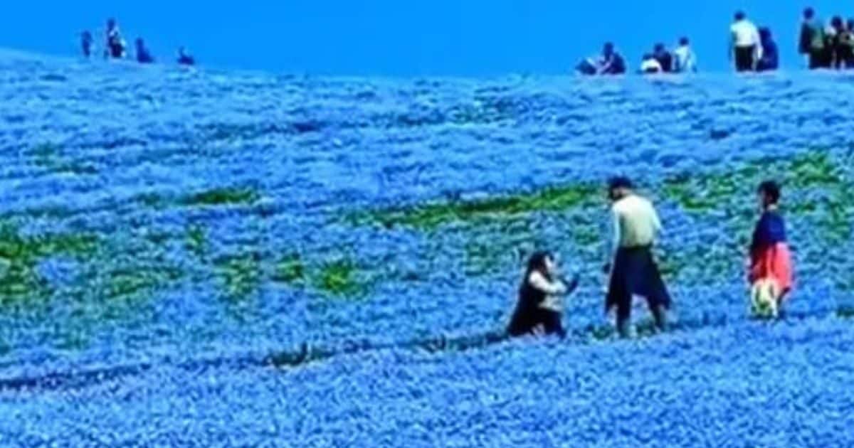 Japans valley of blue flowers amazing videos goes viral neele foolon ki ...