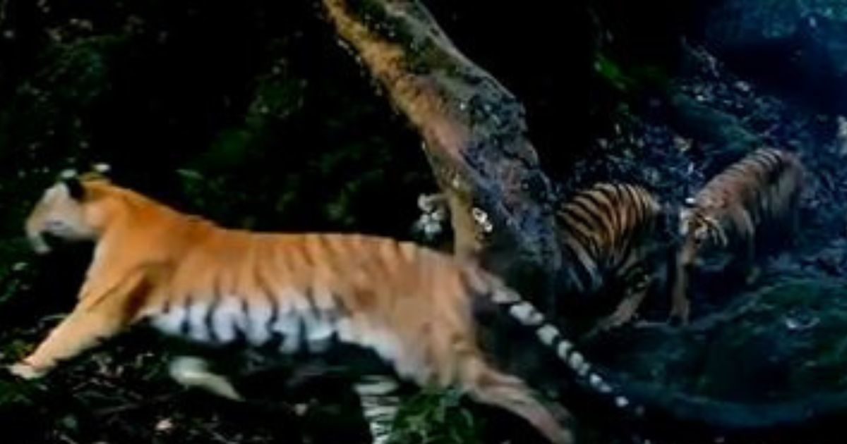 Lions seen frolicking in jungle IFS Susanta Nanda shared video jungle ...