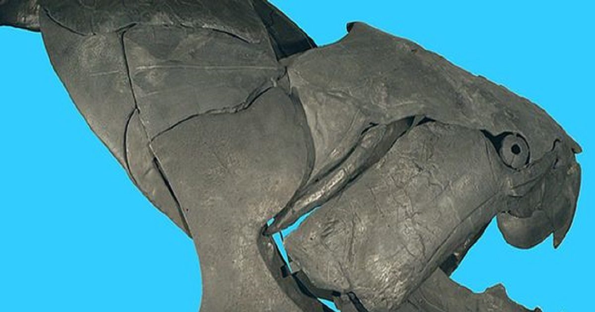 Scientists finds alien fish proof that wear helmet like armoured skull ...