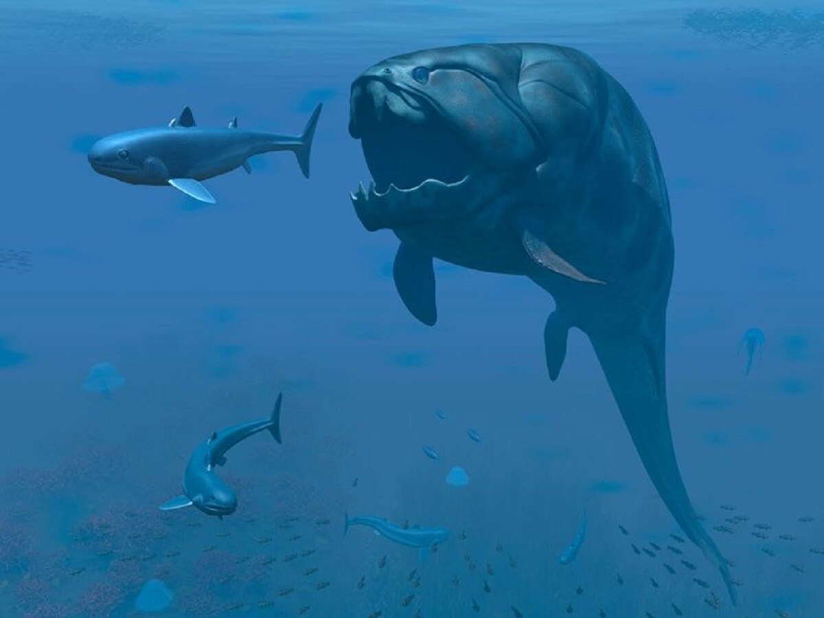 Scientists finds alien fish proof that wear helmet like armoured skull ...