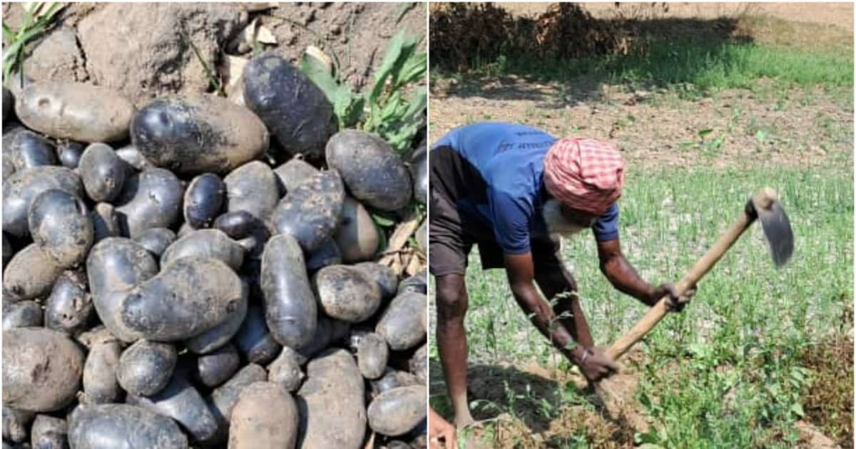 Black potato rate farming in bihar gaya - 500 रुपये किलो आलू! बिहार के ...