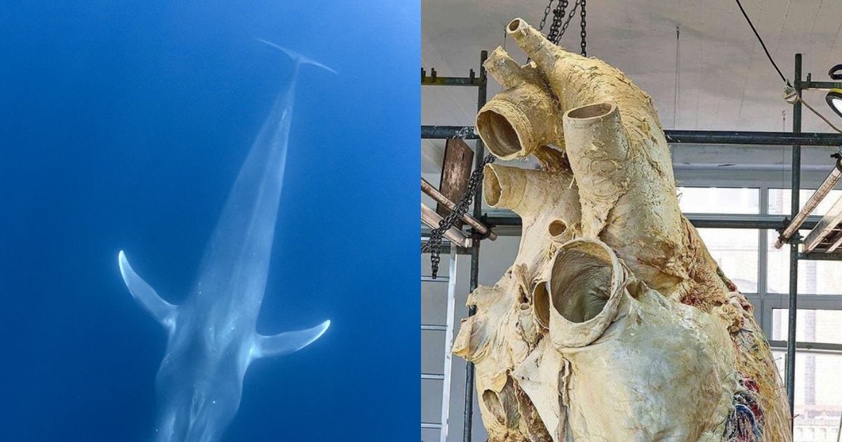 Blue whale heart size 181 kg heart harsh goenka share photo - 181 किलो ...