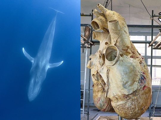 Blue whale heart size 181 kg heart harsh goenka share photo - 181 किलो ...