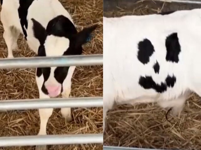 Viral Video: बछड़े के शरीर पर नजर आया हंसता हुआ चेहरा! स्माइली देख ...