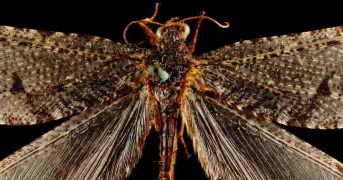 Jurassic era insect lacewing found in america know all about insect ...
