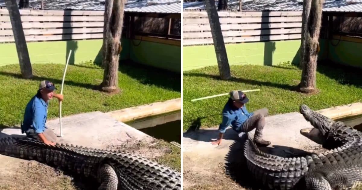 Man tease giant crocodile attack in seconds magarmachh ne kiya hamla ...