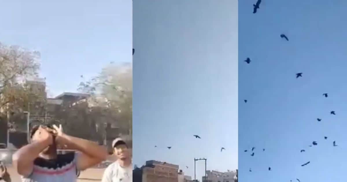 Man calls crows by making unique sound crow man of india video went ...