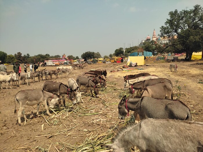 Donkey price is in lacs demand Marhi Yatra maharashtra ahmadnagar ...