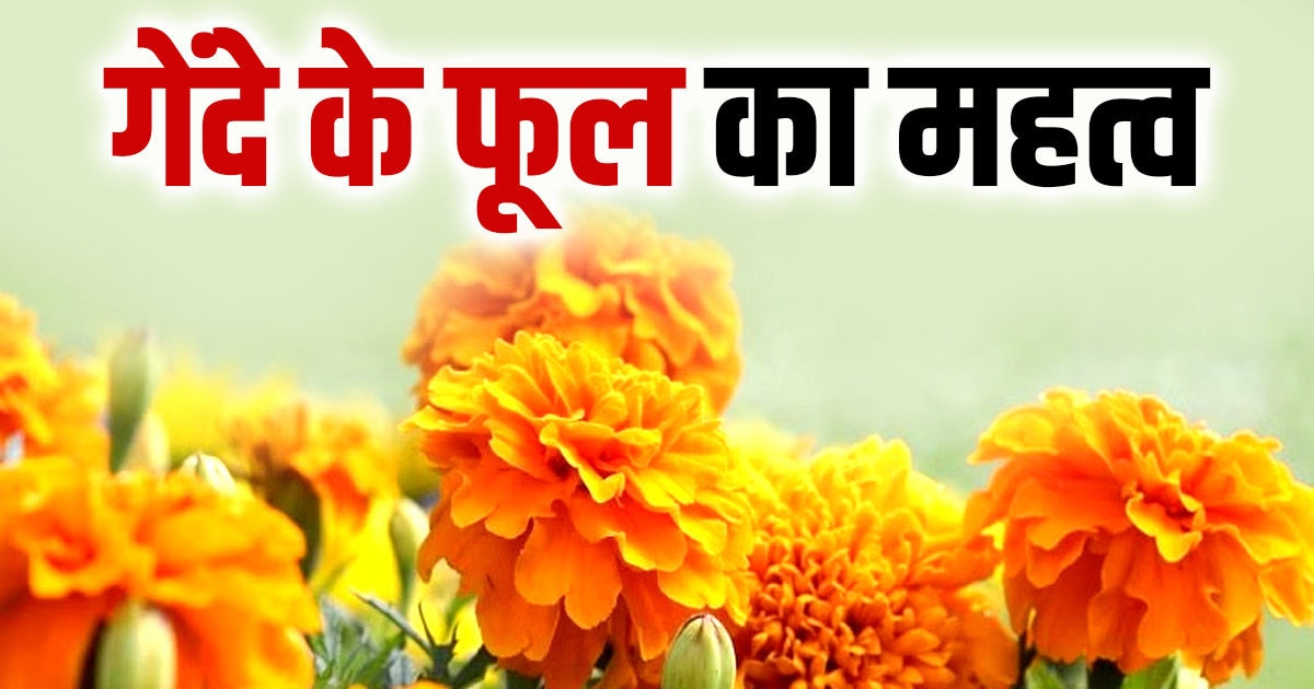Significance of genda flower offer during puja know its importance and ...