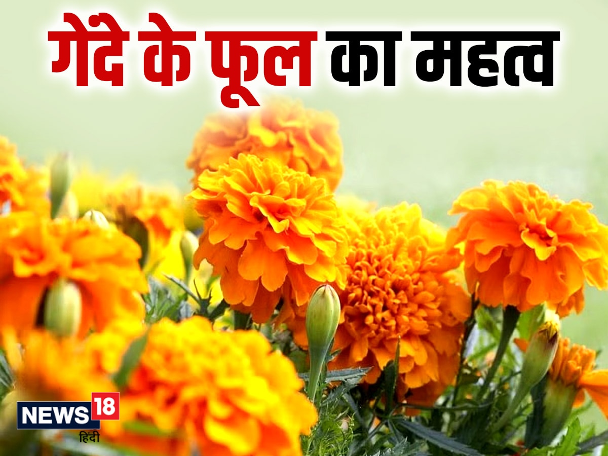 Flower In Hindi | Best Flower Site