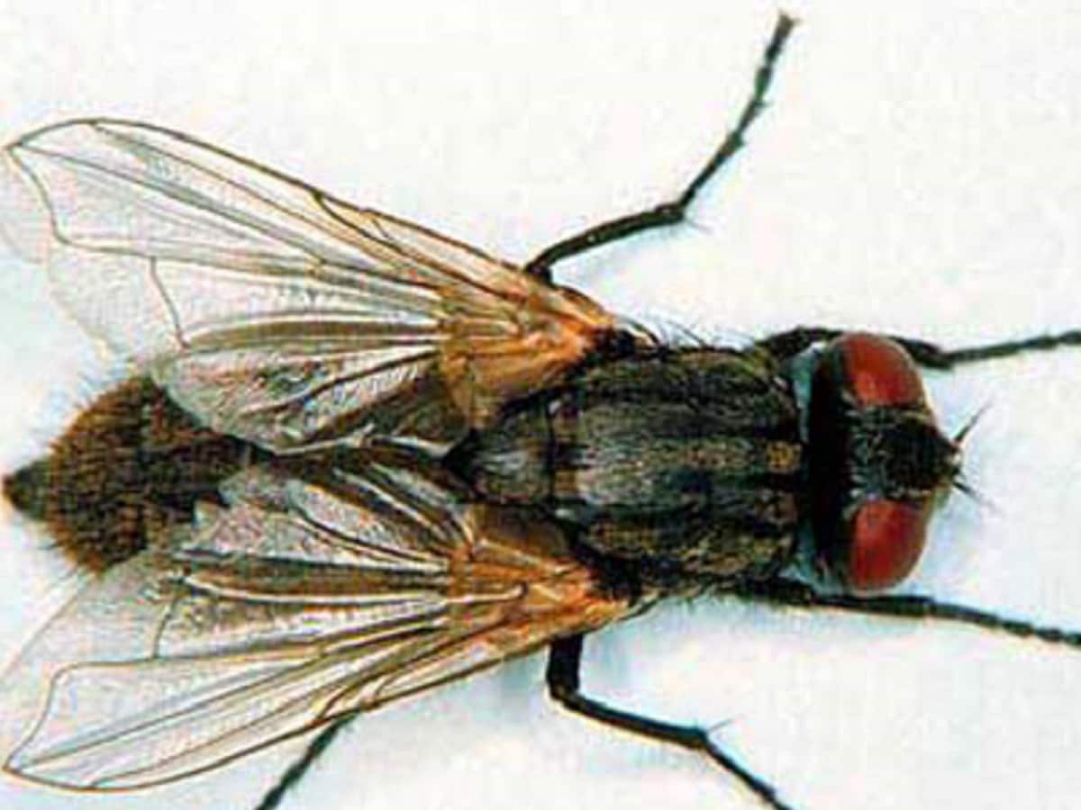 Why musca domestica or house fly rub their legs continiously what the ...