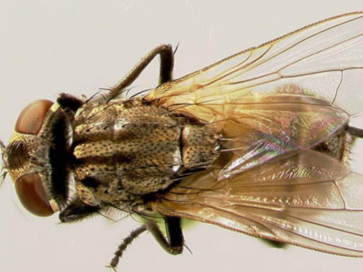 Why musca domestica or house fly rub their legs continiously what the reason - मक्खियां आपस में ...