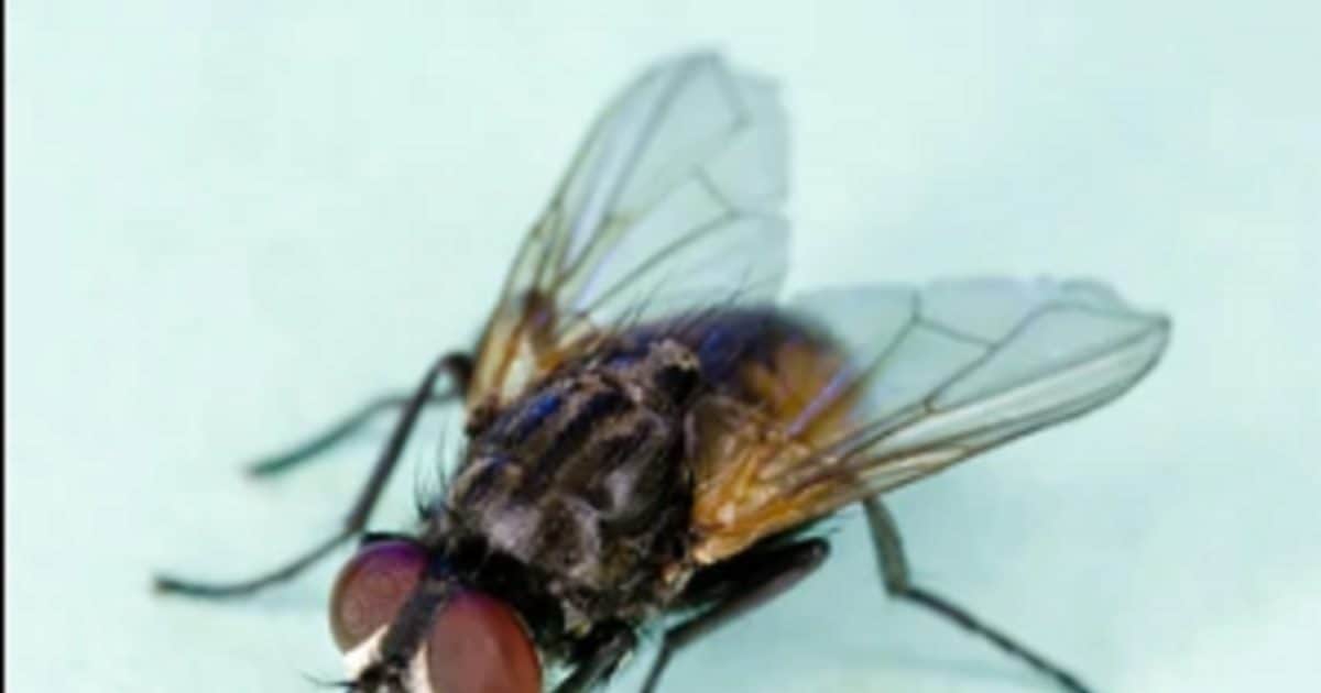 Why musca domestica or house fly rub their legs continiously what the ...