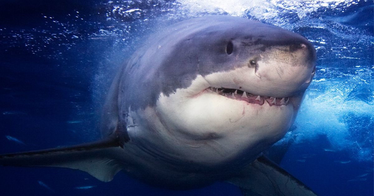 गोताखोर को जिंदा निगल गई दुनिया की सबसे खतरनाक शार्क, पेट के अंदर ...