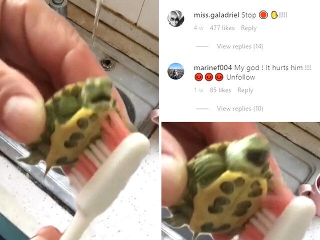 Man washed tortoise with brush netizens rage with anger see viral video ...