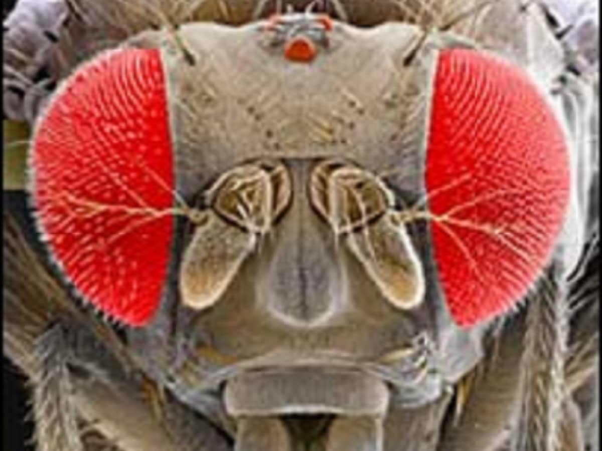 Why musca domestica or house fly rub their legs continiously what the ...