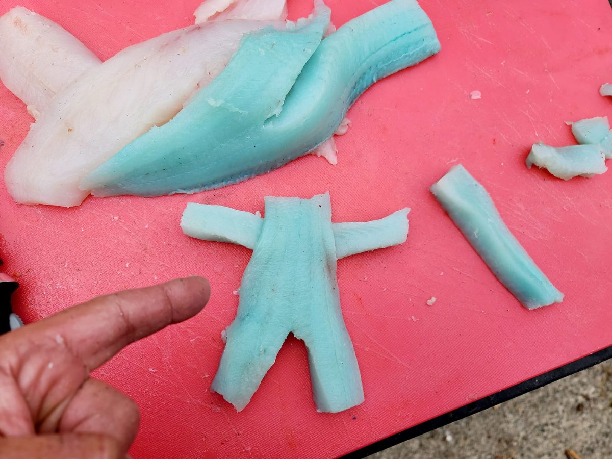 Lingcod fish with neon blue flesh found in North America scientists ...