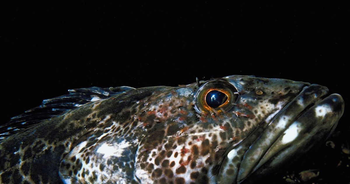 Lingcod fish with neon blue flesh found in North America scientists ...
