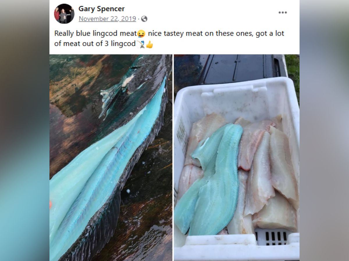 Lingcod fish with neon blue flesh found in North America scientists ...