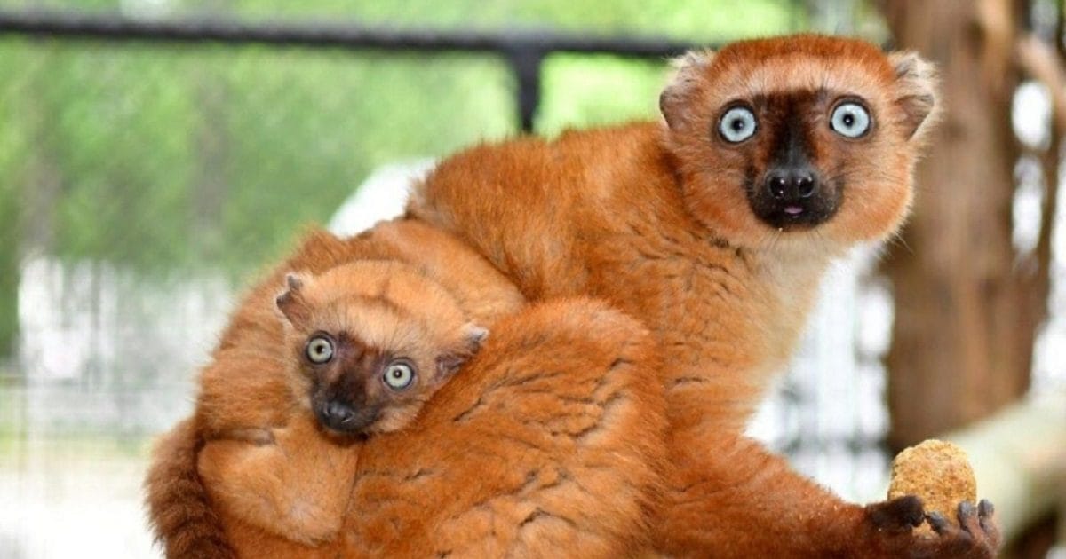 Chitrakoot News: बुंदेलखंड के पाठा जंगलों से वन्य जीव कर रहे हैं पलायन ...