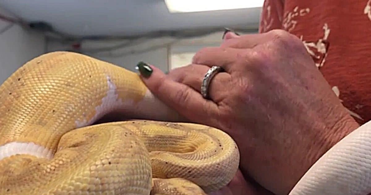 Python found behind fridge in new jersey Pied Ball Python viral video ...
