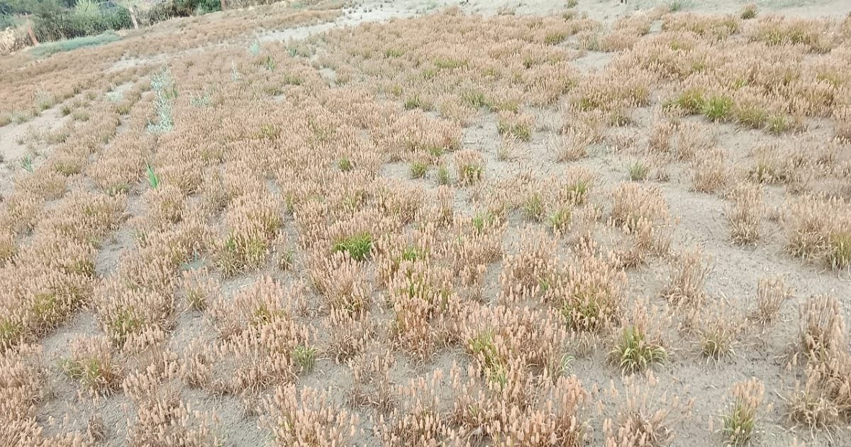 मौसम का कहर: फसलों को हुए नुकसान की भरपाई करेगी अशोक गहलोत सरकार, आकलन ...