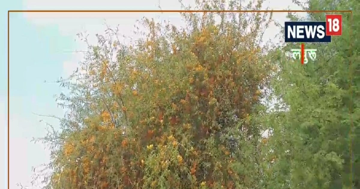 Churu News : भीषण गर्मी और माइनस सर्दी में भी जिंदा रहता है यह पेड़ ...
