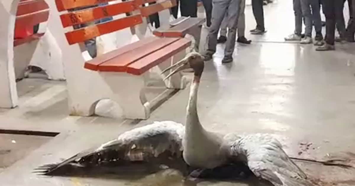 ट्रेन से टकराकर पटरी पर गिरा राजकीय पक्षी सारस, प्लेटफॉर्म पर दर्द से ...