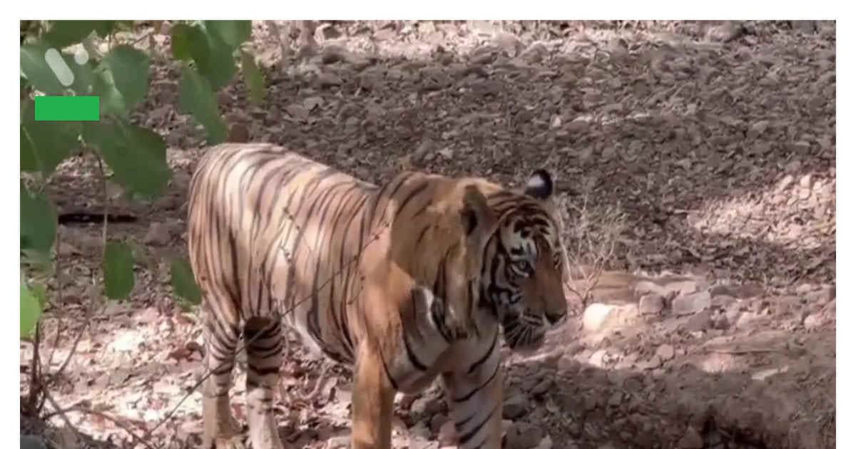Sariska Tiger Reserve tigers family not increasing breeding less deaths more know reason ...