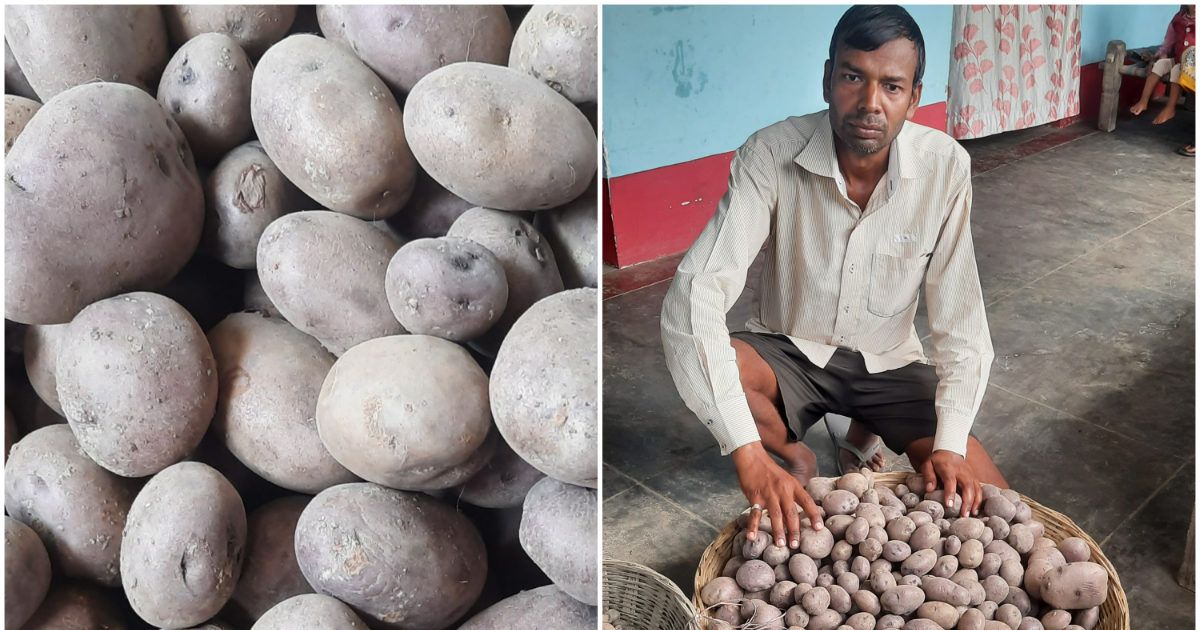 Black Potato: सीवान में महज 50 रु किलो काला आलू, बिहार में ब्लैक पोटैटो ...