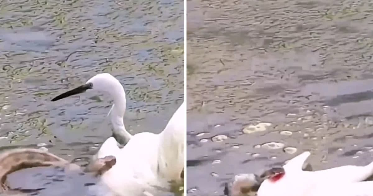 Bird attack giant snake in pond saanp aur pakshi ki ladai chidiya saanp ...
