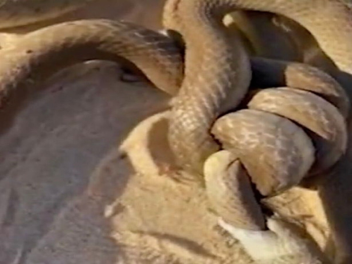 दो सांपों को लगी जबरदस्त भूख, लड़ते-लड़ते हो गए आक्रामक, भाई को ही निगल ...