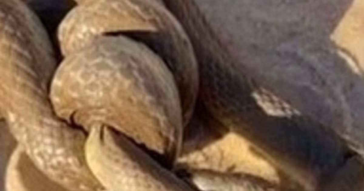 दो सांपों को लगी जबरदस्त भूख, लड़ते-लड़ते हो गए आक्रामक, भाई को ही निगल ...