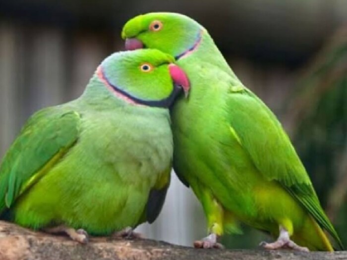 Interesting story of lover parrots why and how famous tota maina pul ...