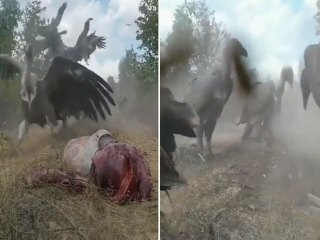 Vultures eating dead animal in few seconds giddh ne khaya janwar viral ...