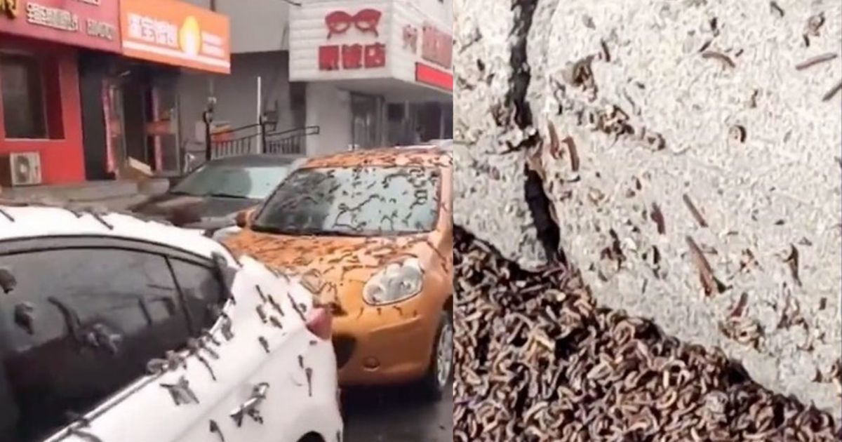 Mysterious rain storm of worms in China residents use umbrellas for ...
