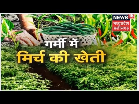Annadata | गर्मी के मौसम में कैसे करें मिर्च की खेती ? | Chill Cultivation | Farming | News18 MP ...