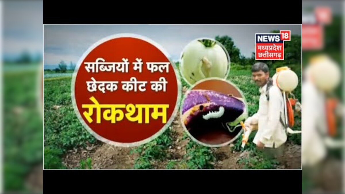 Annadata | सब्जियों में फल छेदक कीट की रोकथाम | Kheti | Farming ...