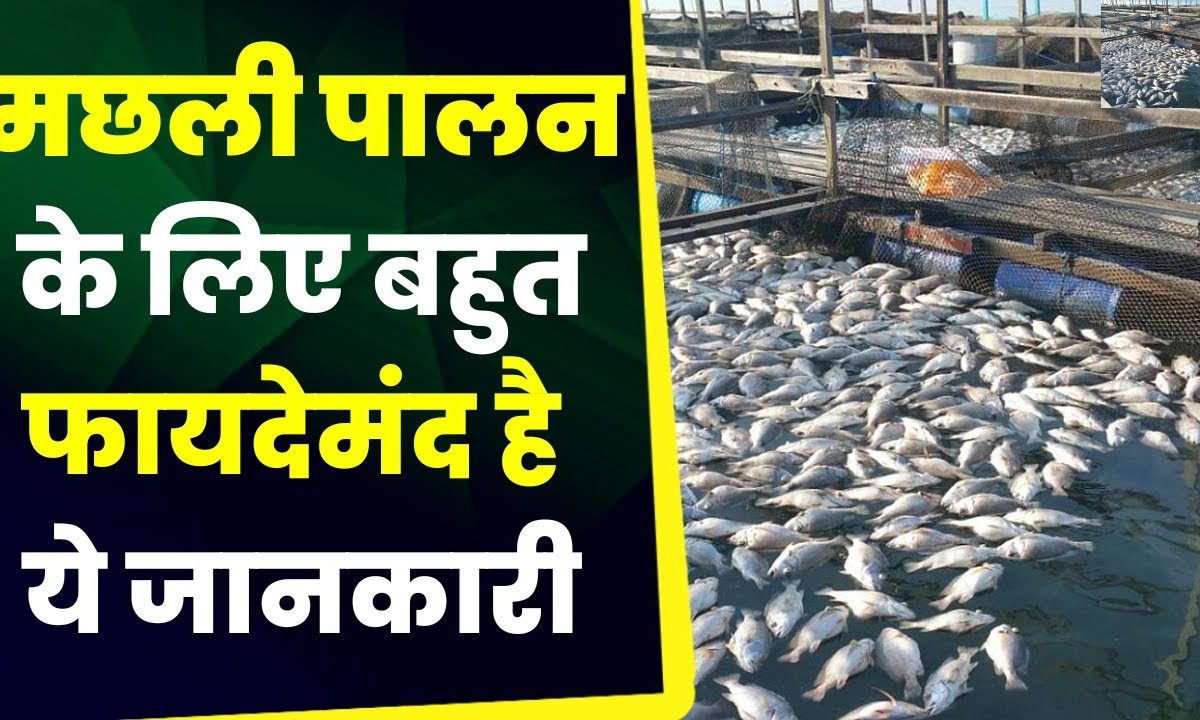 Fish Farming: मछली पालन करना है तो जरुर जान लें ये तरीके | Fish Pond ...