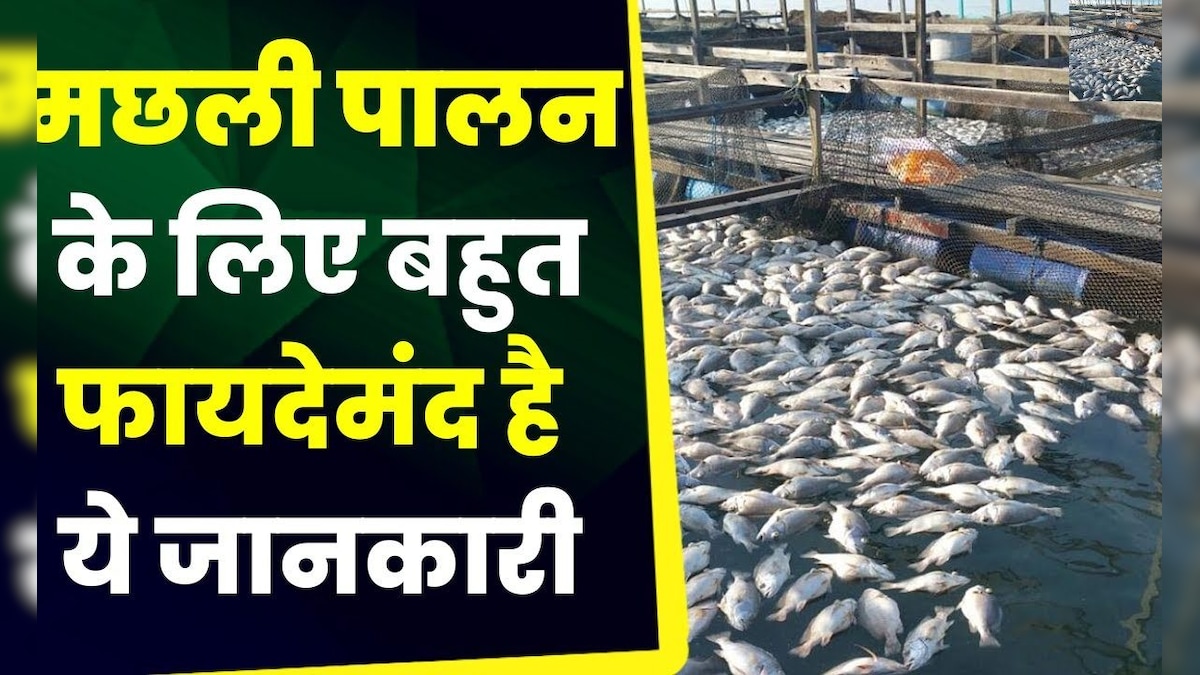 Fish Farming: मछली पालन करना है तो जरुर जान लें ये तरीके | Fish Pond ...