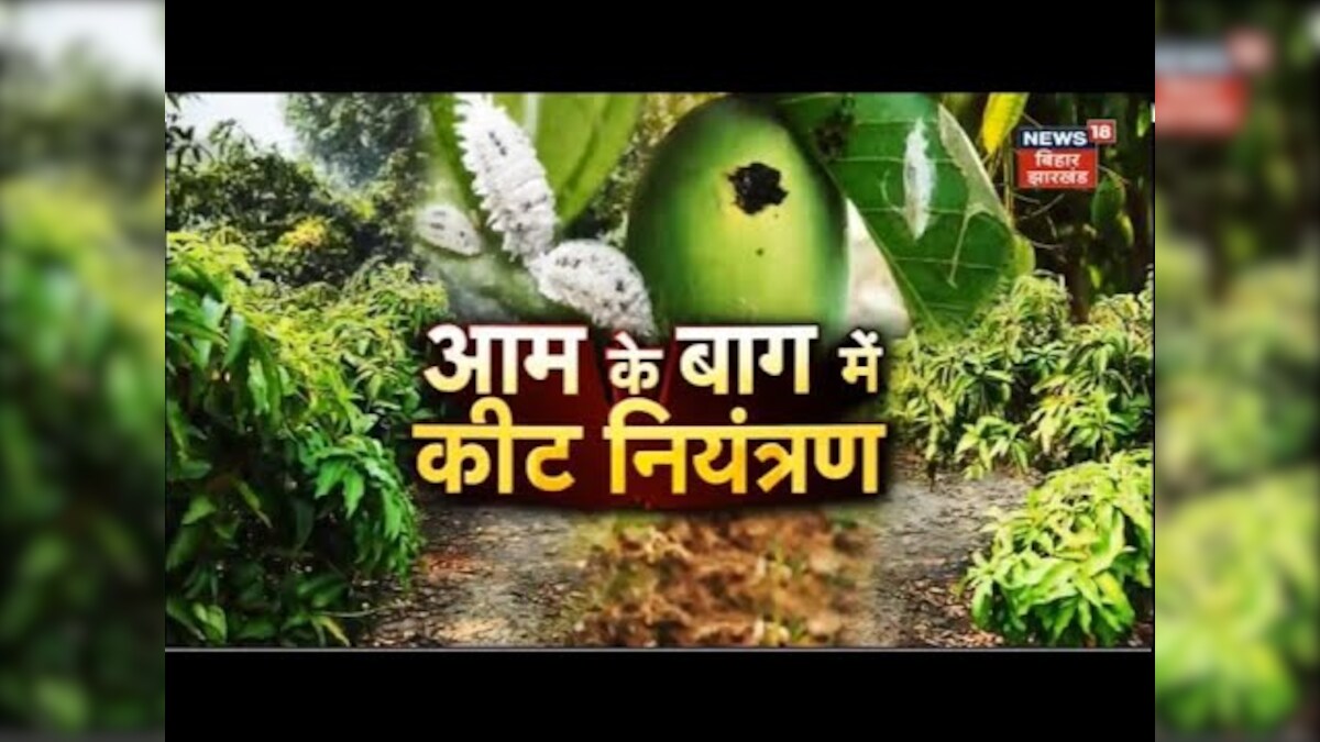 आम के फल में लगने वाले छेदक कीट से ऐसे करें बचाव | Annadata | Mango ...