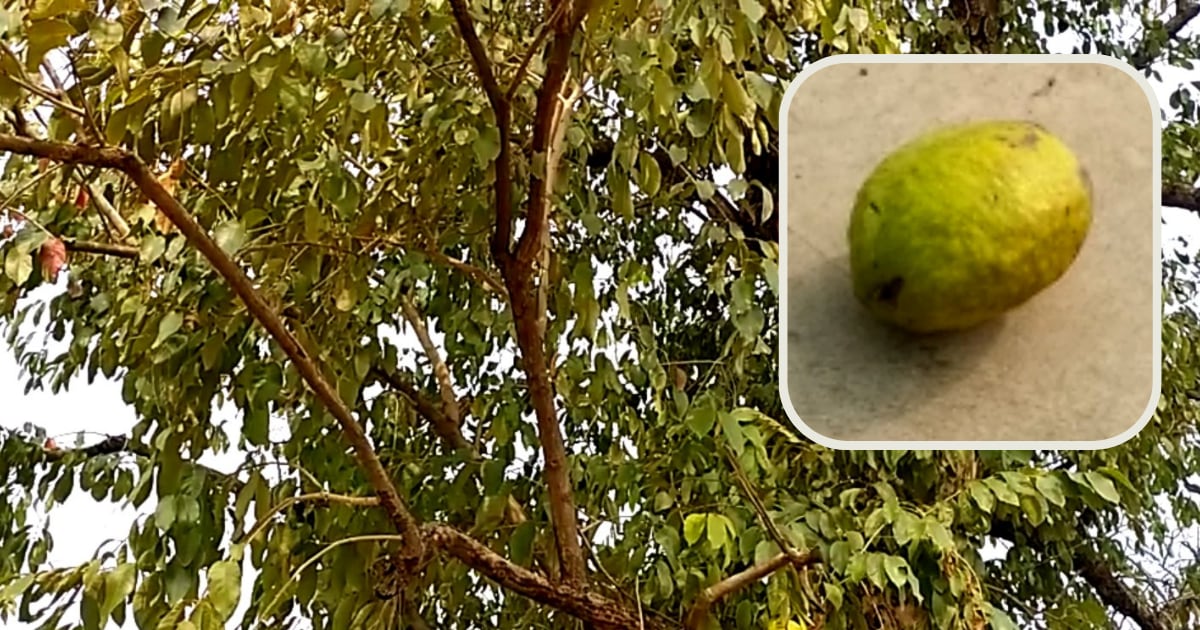 Bharatpur News: औषधीय गुणों से भरपूर है यह पेड़, फल की कीमत 2.50 लाख ...