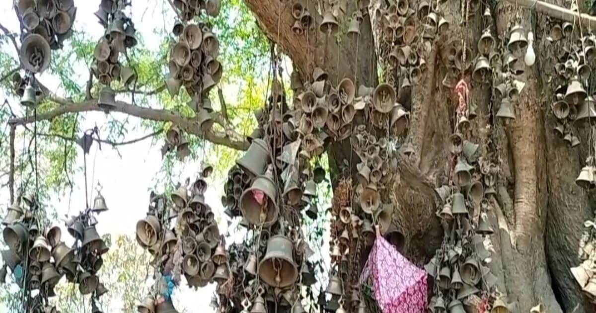 Madhubani News: इस पेड़ पर बंधी हैं हजारों घंटियां, जानें क्या है मुनि ...