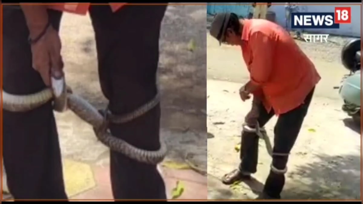 Video: जज के बंगले में निकला 7 फीट लंबा घोड़ा पछाड़ सांप, पकड़ते ही ...