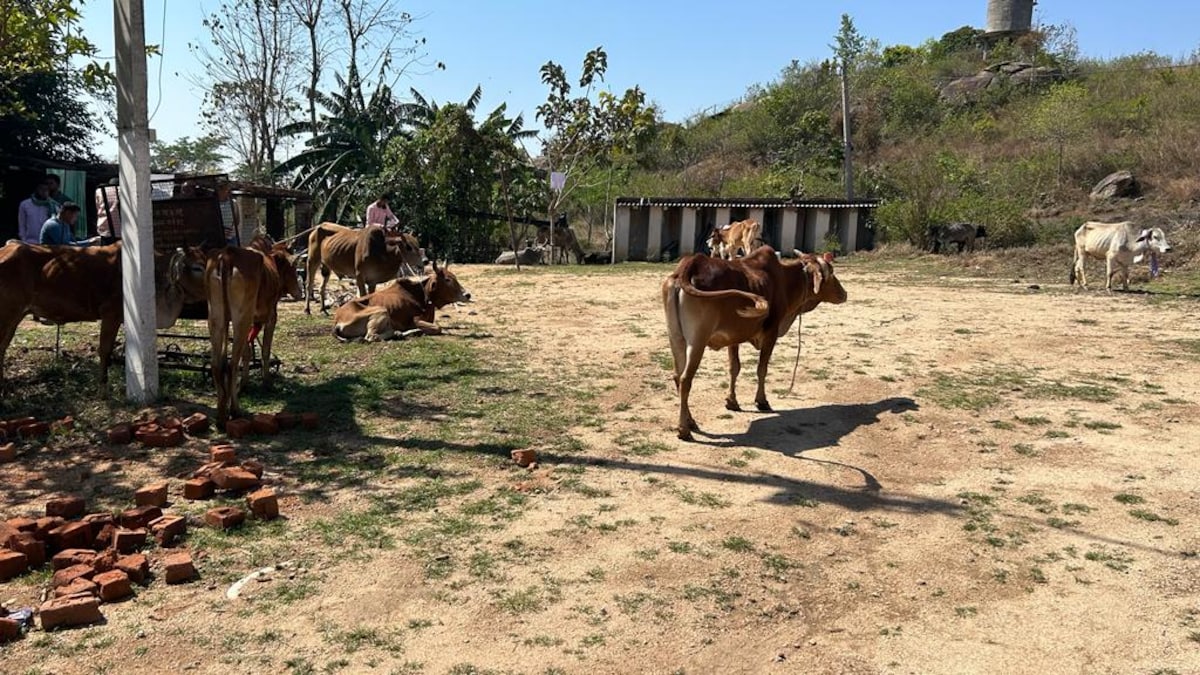 गुमला में तस्करी के लिए ले जा रहे 33 गायों को पुलिस ने कराया मुक्त, 2 ...