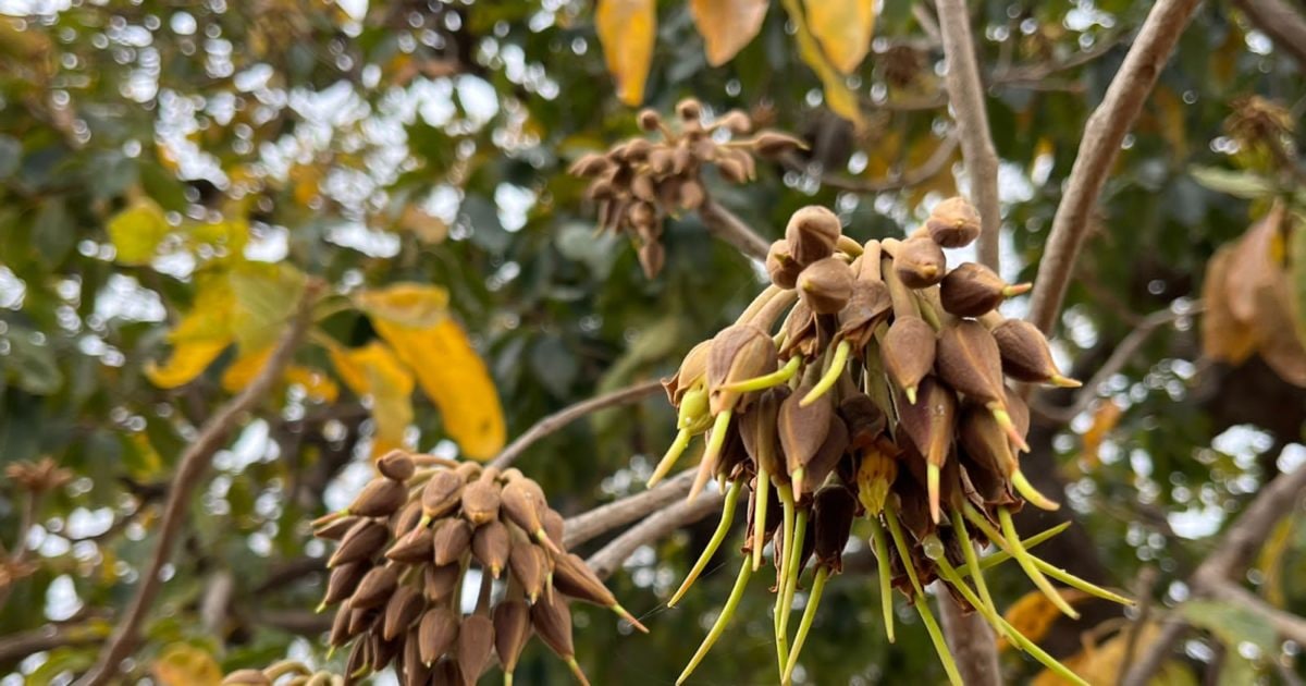 Dungarpur News: इस पेड़ को अपना कल्प वृक्ष मानता है आदिवासी समुदाय ...