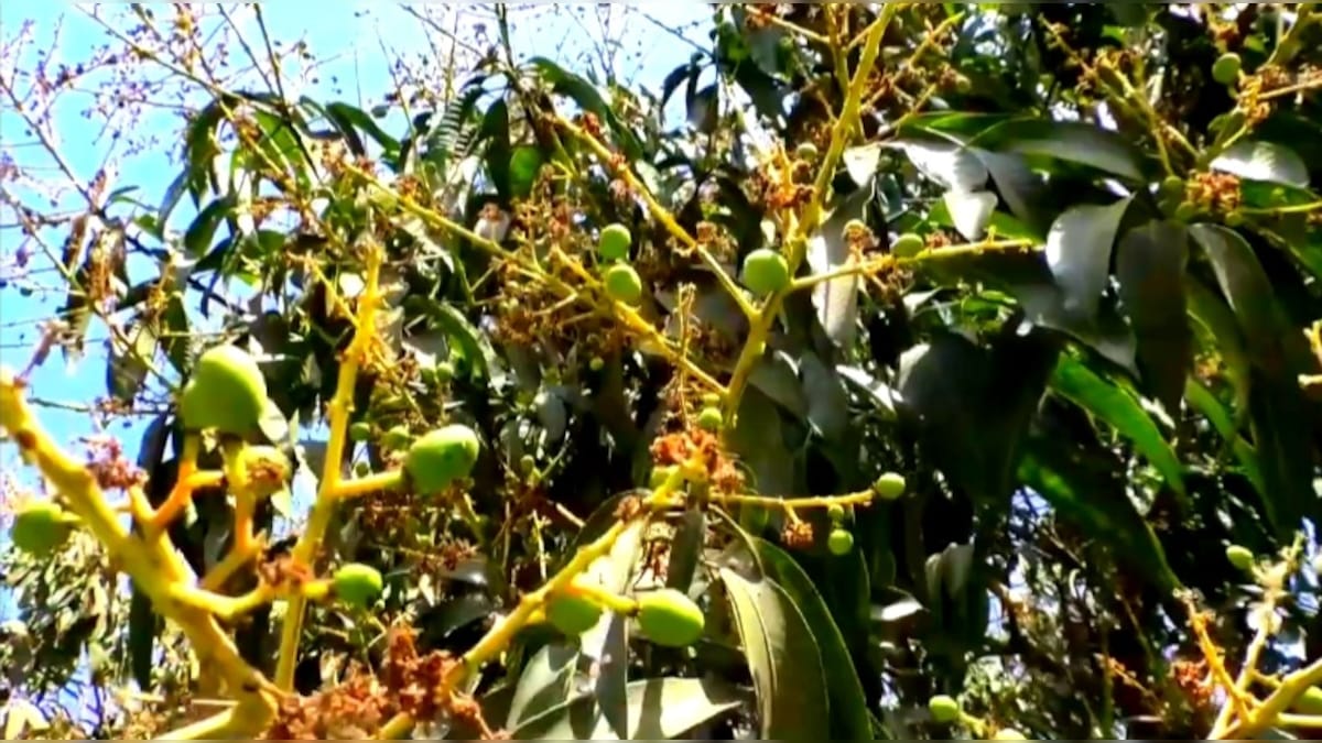 Samastipur News : किसानों को आम के टिकोले का ध्यान रखना बेहद जरूरी, ऐसे ...