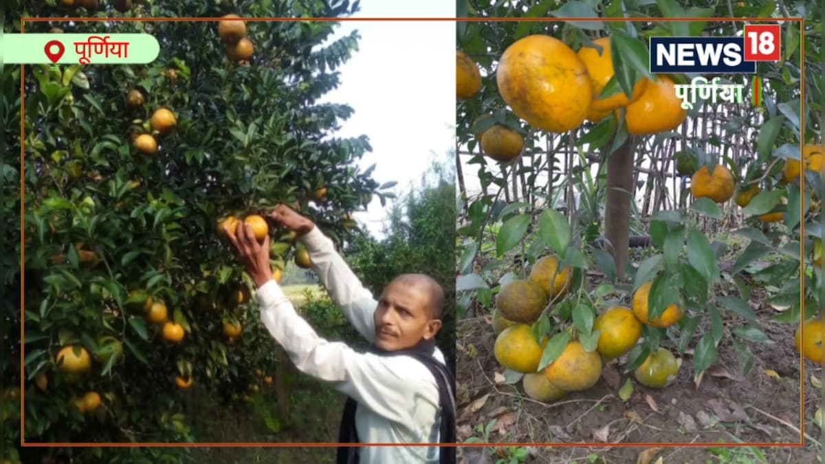 Orange Farming: बिहार के पूर्णिया में हो रही संतरे की खेती, मालामाल हो ...
