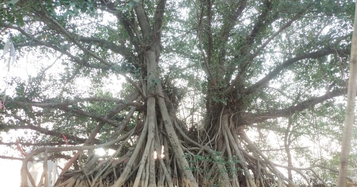 OMG! सिद्ध नागा बाबा ने वट वृक्ष की जड़ों से बना दिया अनोखा शिव मंदिर ...